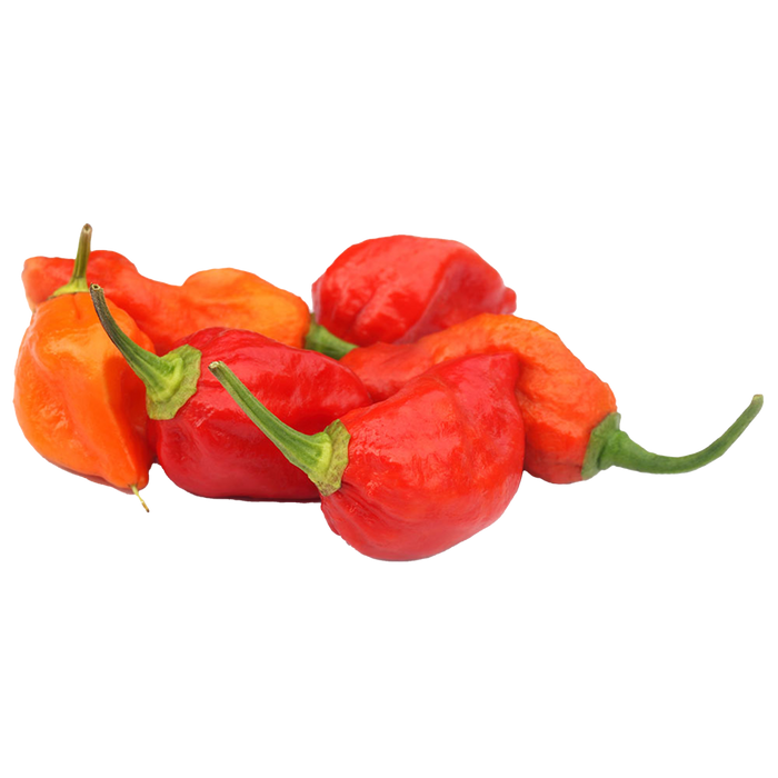Chili plants "Naga Morich"